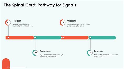 Nervous System And Neuroscience Ppt Example Acp Ppt Example