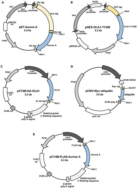 The Construct Maps Of Plasmids A The Construct Map Of His Nus Aurora Download Scientific