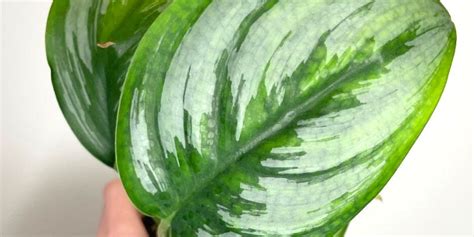 14 Beautiful Scindapsus Varieties Plant Types