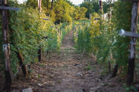 Raspberry Trellis How To Build Your Own Plantura