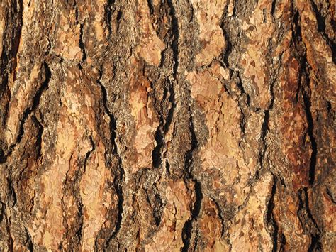 Edit Free Photo Of Bark Tree Wood Pattern Free Pictures