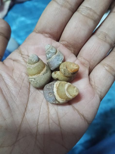 กลุ่มหินธาตุกายสิทธิ์และเครื่องรางของขลังธรรมชาติpower Of The Natural Stone คตหอย เป็นหอยขม