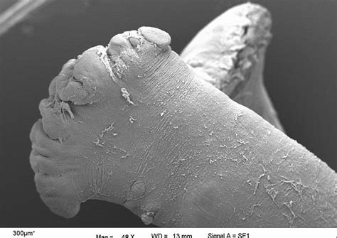 Caryophyllaeus Fimbriceps Scolex 48 X Original Download Scientific Diagram
