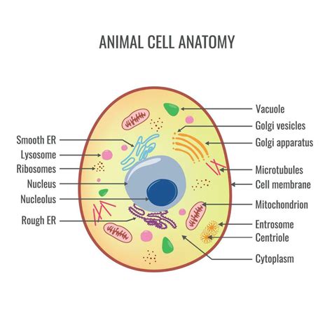 Eukaryotic Cell Diagram