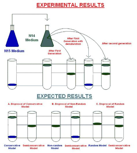 Unlabeled Dna Replication Diagram Diagram Of Dna Replication Labelling