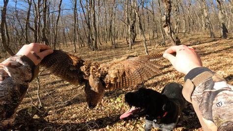ტყის ქათამზე ნადირობა💥 ჯექსონის ნაბულიდან გაქცეული ტყის ქათმები და წარმატებული შედეგი 😎 Youtube