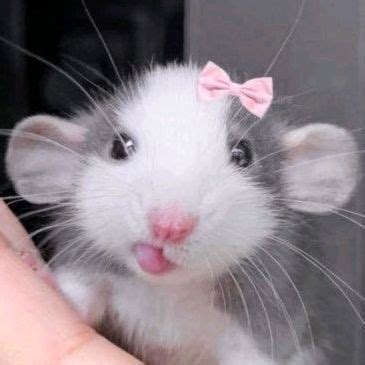 Kicks على Tiktok Rat With Pink Bow Cute Rat With A Bow Very Cute