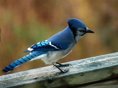 Download A Stunning Blue Jay Perched Proudly In A Tree