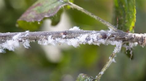 How To Identify And Manage Aphids
