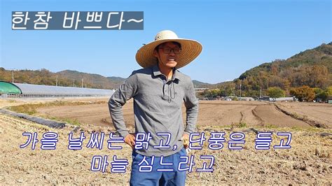 10월29일 요즘 한참 바쁘다~ 가을 날씨는 맑고 단풍은 들고 마늘 심느라고 Youtube