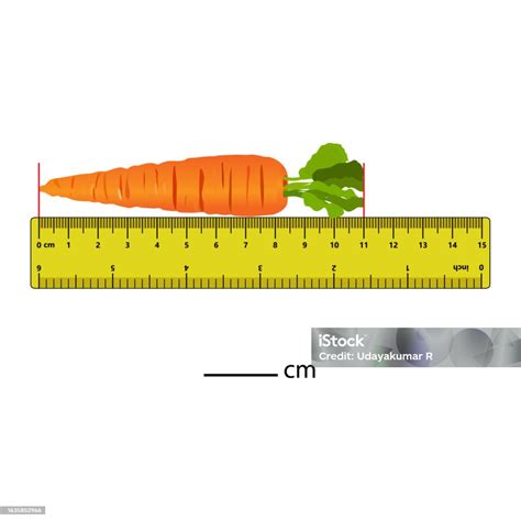 눈금자로 센티미터 단위로 길이를 측정합니다 교육 개발 워크시트 아이들을 위한 게임 아이들을 위한 퍼즐 벡터 그림입니다 만화 스타일 규모에 대한 스톡 벡터 아트 및 기타