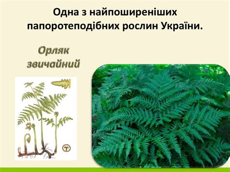 Папороті презентация онлайн