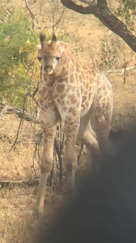 The Fabled Short Necked Giraffe Rconfusingperspective