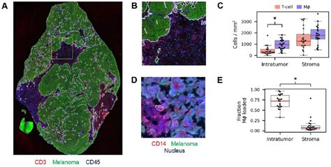 Figure 3 From Computational Immune Synapse Analysis Reveals T Cell
