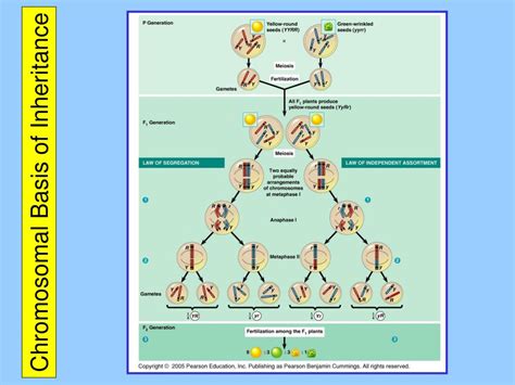 PPT Chapter 15 The Chromosomal Basis Of Inheritance PowerPoint Presentation ID 207449