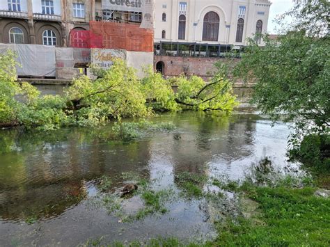 Doi Plopi Din Lunca Crișului In Centrul Oradiei Rupți Din Cauza