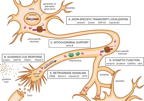 Rna Transport And Local Translation Play Various Roles In Axons