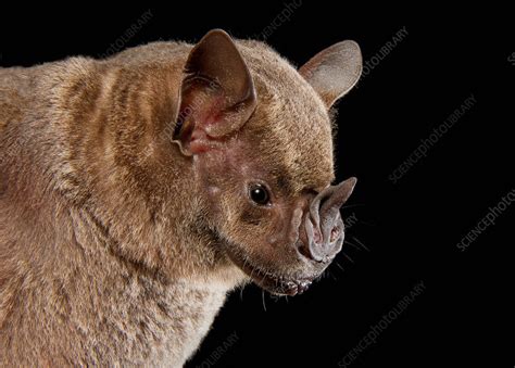 Fruit Bat Face Lakeland Wildlife Oasis Dispels Long Standing Falsehood