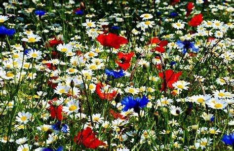 Field Of Red White And Blue Flower Garden Flowers Nature