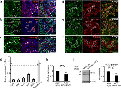 Expression Patterns Of Tcf7l2 In The Embryonic Pancreas During The
