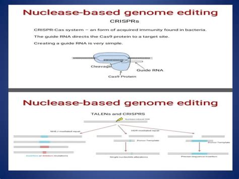 CRISPR CAS9 THE GENE EDITING TOOL PPT