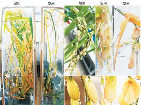 我国在国际上首次完成水稻“从种子到种子”实验 重庆日报网