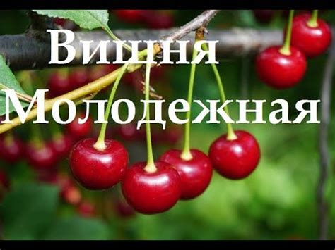 Сорт вишни Молодежная - YouTube