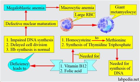 Lab Tests For Macrocytic Anemia At Jean Begaye Blog