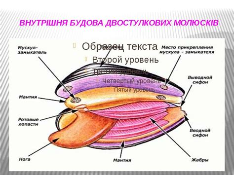 Клас Двостулкові презентація з біології