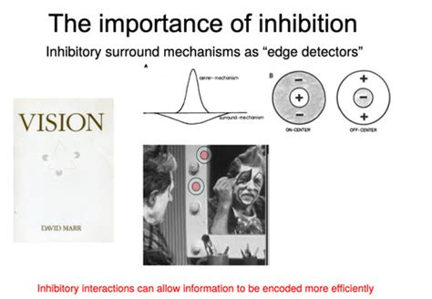 BMS2011 Lecture 7 Inhibitory Synaptic Function Flashcards Quizlet