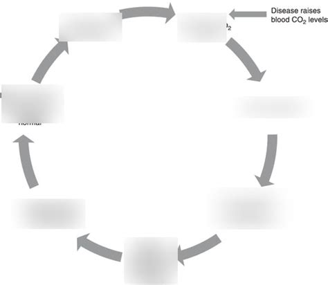 Diagram Of Control Of Respiration Quizlet