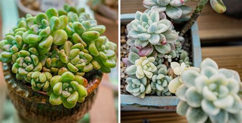 금다육이를 아세요