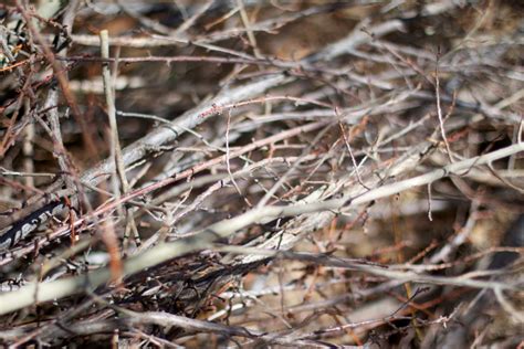 무료 이미지 나무 잔디 분기 겨울 잎 서리 야생 생물 플로라 시즌 작은 가지 4752x3168 439000 무료 이미지 Pxhere