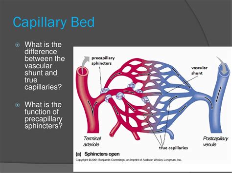 Function Of A Capillary Bed At Ruby Vannatter Blog