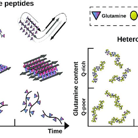 Aggregation Of Q11 Peptides First Row Number Of Clusters Classified