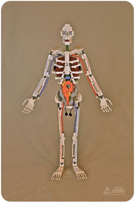 Anatomy Made of Lego | The Uniblog | Anatomy models, Legos, Classical ...