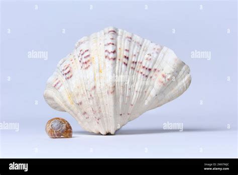 Seashell Shell Structure Still Life Beauty Art Concept Artwork