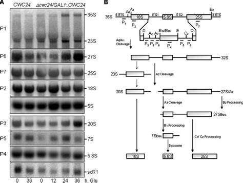 Northern Blot Analysis Of Pre Rrna Processing A 20 G Of Total Rna