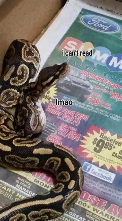 30 Hissterical Reptile Memes That Will Make You Slither With Laughter