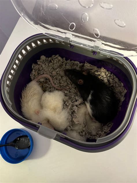 Carrier Method Intro Tips R Rats