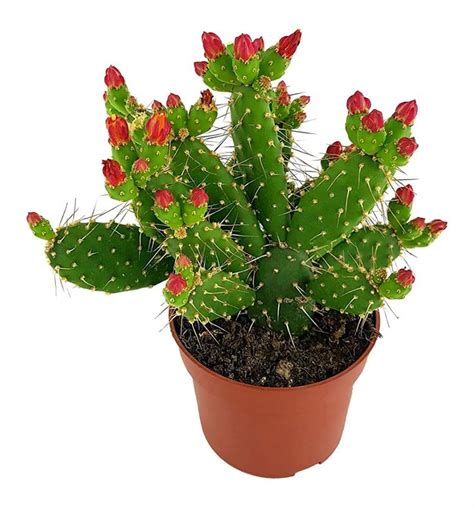 Prickly Pear Cactus Care Guide Cactus Growing Plants Cacti And