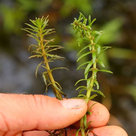 Invasive Plant Control Invasive Milfoil Snohomish County Wa