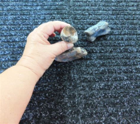 Fossil Bison Left Bones 3pc Bones Fossils And Artifacts For Sale Paleo Enterprises