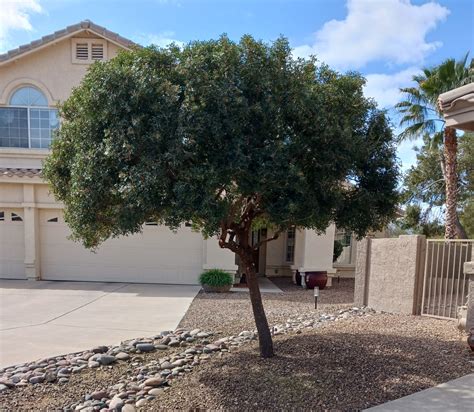 Gallery Peron Tree Service