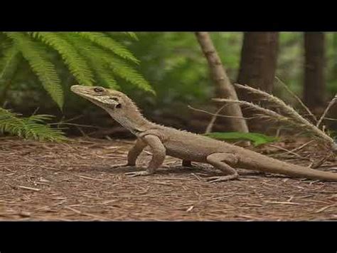Burmese python eats a bigger reticulated python alive in rare event - YouTube