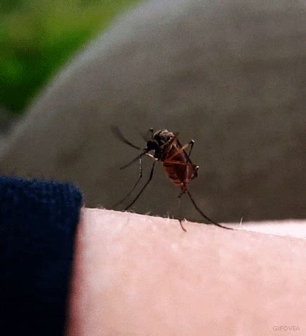 Dancing Roach Insect 