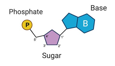 Nucleic Acid Molecule