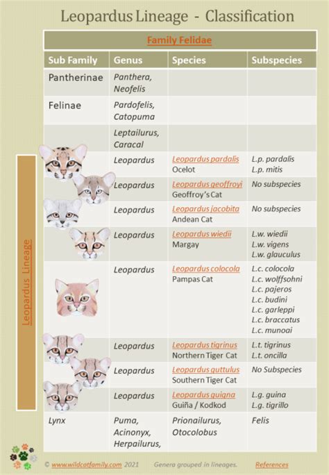 Leopardus Lineage ~ Ocelot Leopardus Genus ~ Felidae