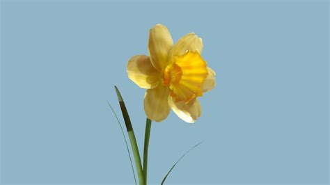 Jonquil - deep3dsea
