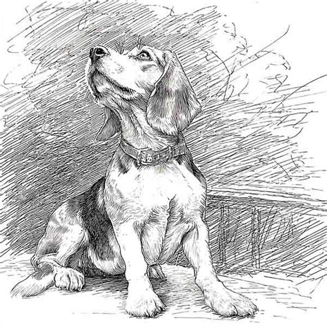 Beagle Drawings Realistic Sketches How To Draw